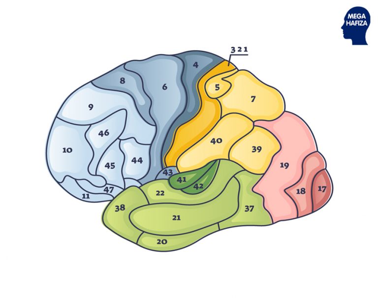 Beyindeki Brodmann Alanları - Brodmann Alanı Nedir?